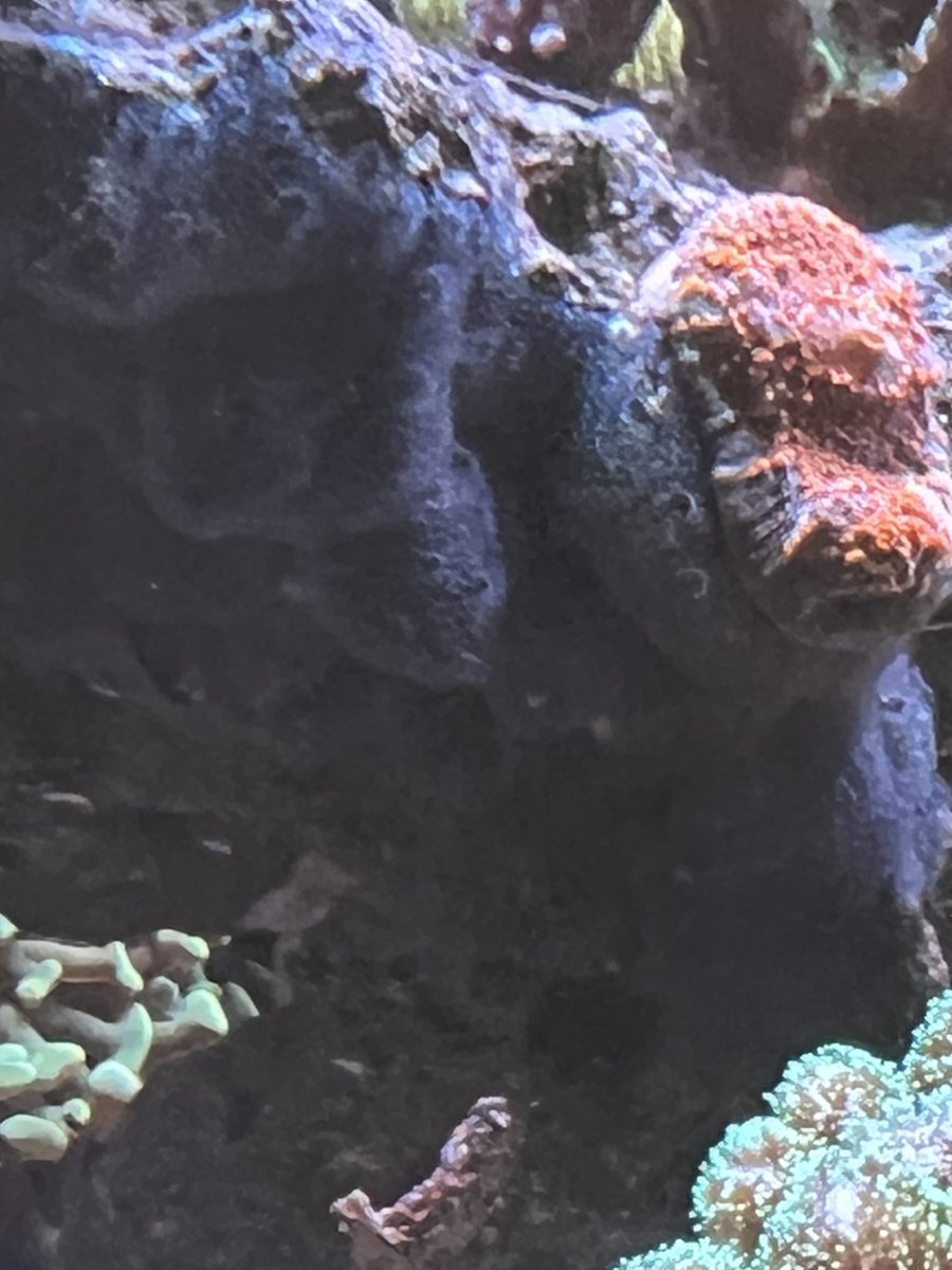 Odd clear looking bubbly looking thing | REEF2REEF Saltwater and Reef ...