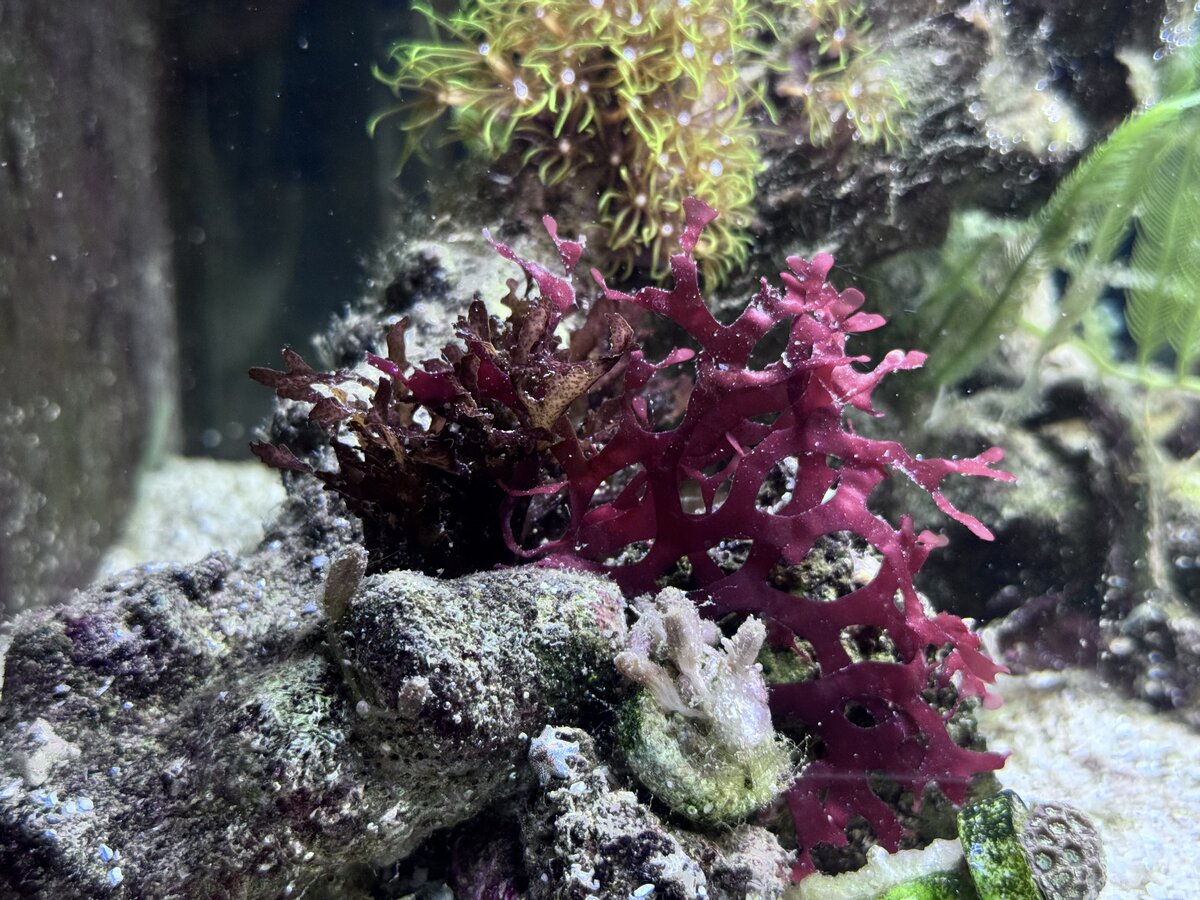 Best way to grow Macroalgae in an AIO? - Suggestions Appreciated ...