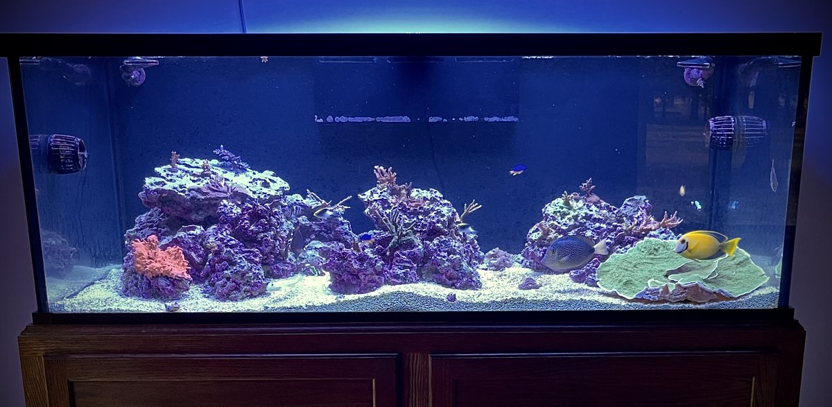 Build Thread - 90g reef tank | Reef2Reef