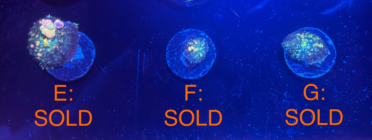 Live Goods - SOLD - TCK Powerball Bounce for sale | Reef2Reef