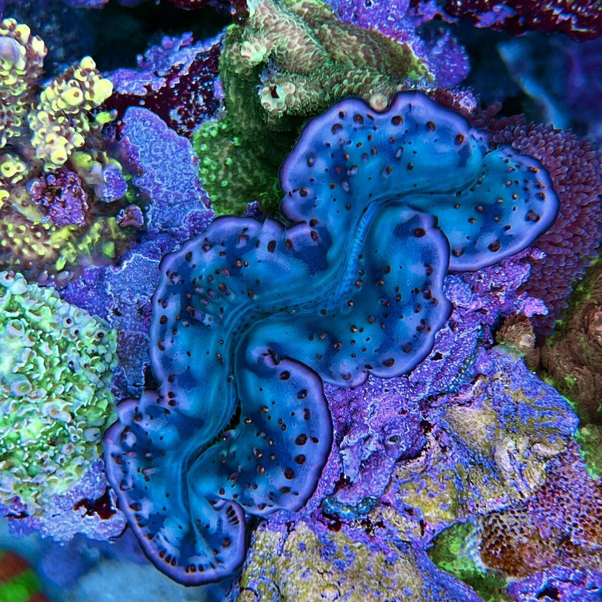 Large Build - My SPS & Clam Tank | Reef2Reef