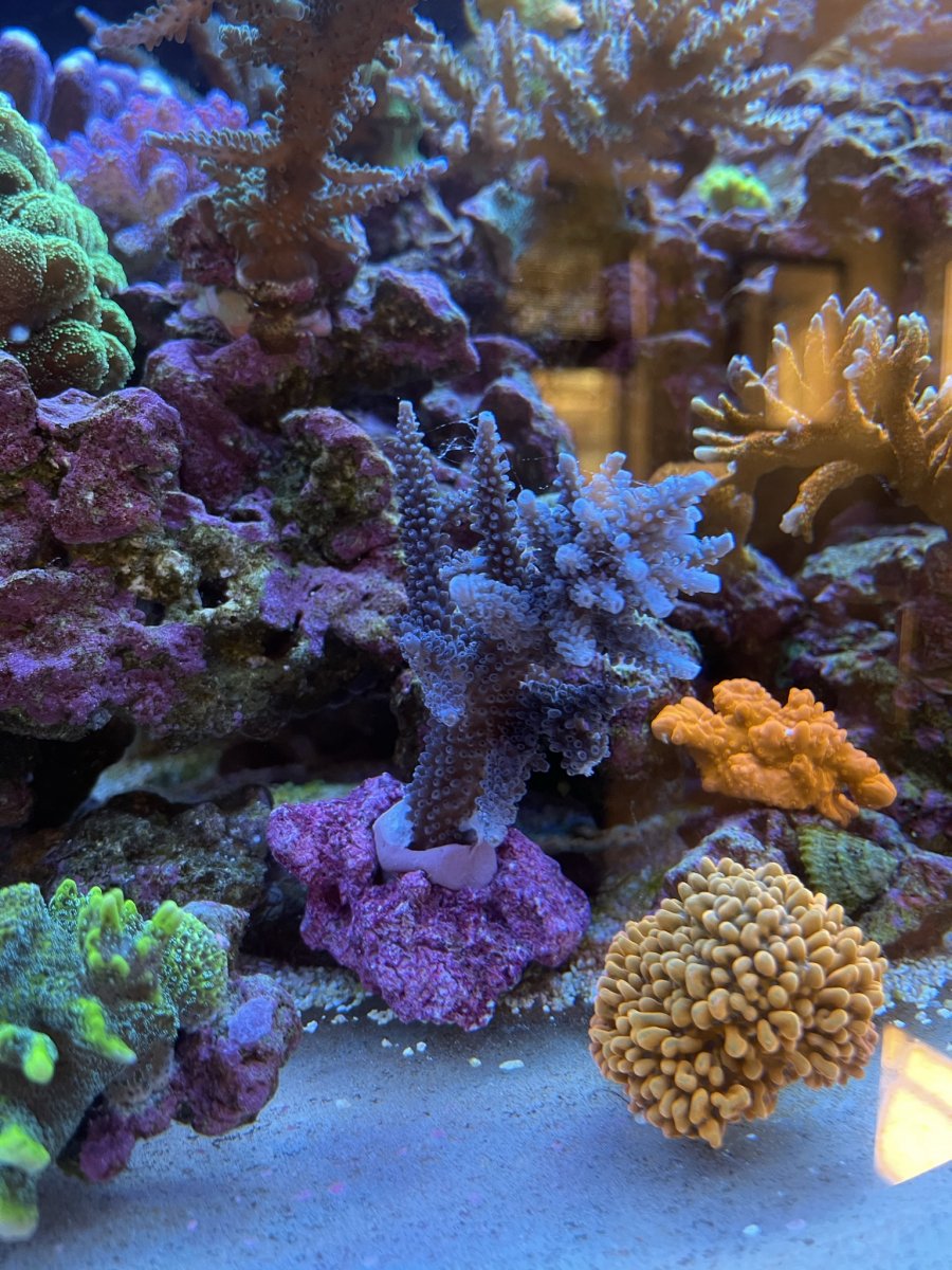 New Jersey - New York - Pennsylvania - Frag Pack for Sale | Reef2Reef