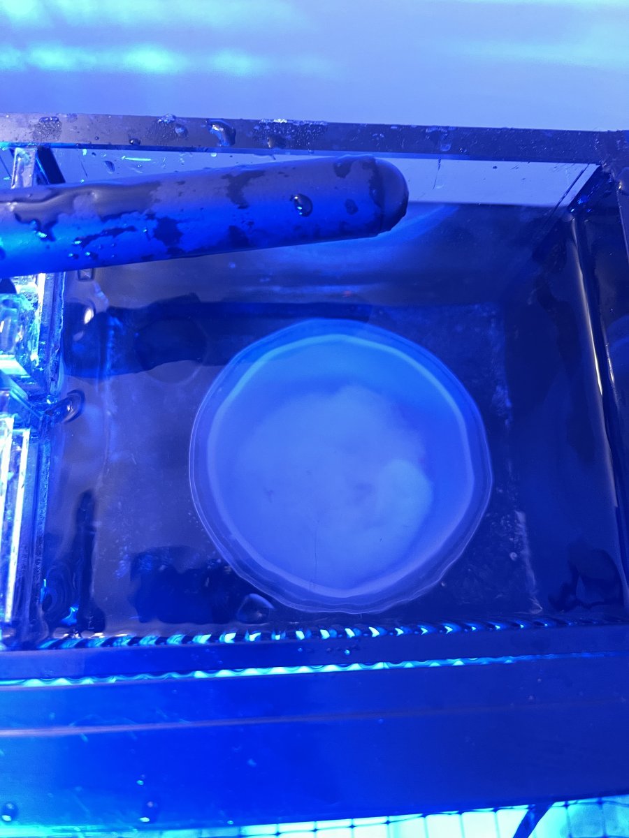 Microbubbles AIO aquarium | Reef2Reef