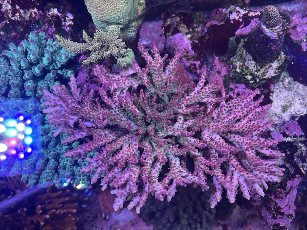 Show me your polluted tanks: High Po4 High No3 | Page 5 | REEF2REEF ...