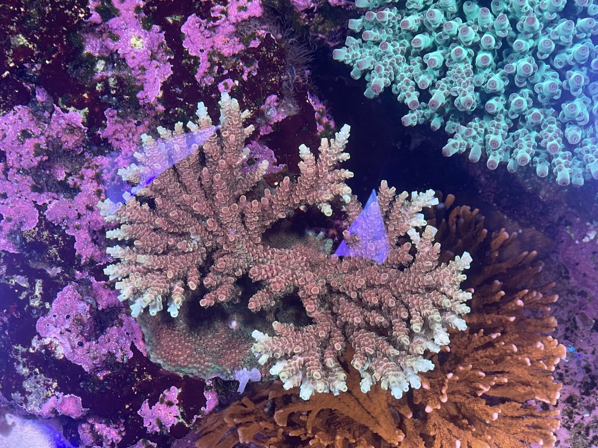 Show me your polluted tanks: High Po4 High No3 | Page 5 | REEF2REEF ...