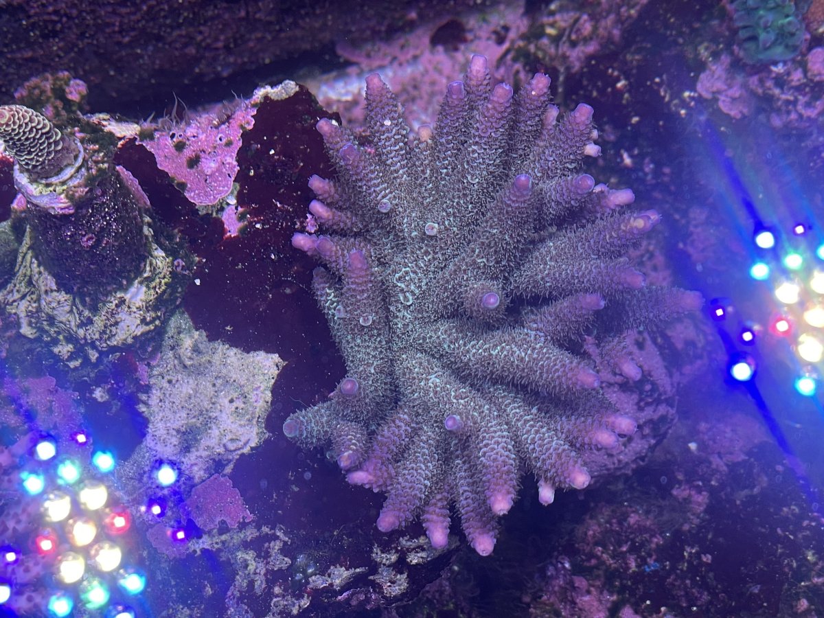 Show me your polluted tanks: High Po4 High No3 | Page 5 | REEF2REEF ...