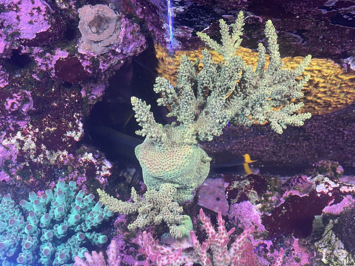Show me your polluted tanks: High Po4 High No3 | Page 5 | REEF2REEF ...