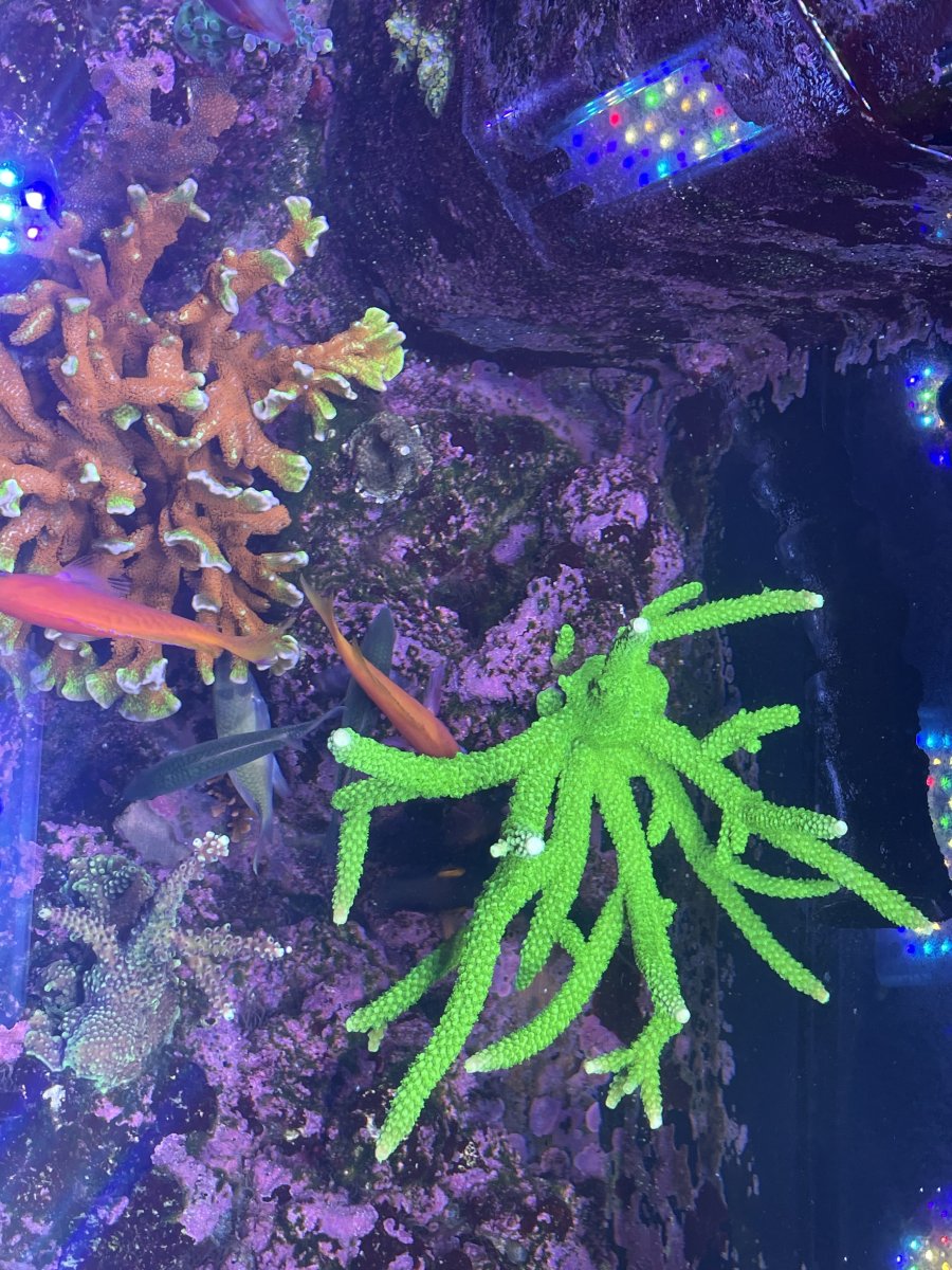Show me your polluted tanks: High Po4 High No3 | Page 5 | Reef2Reef