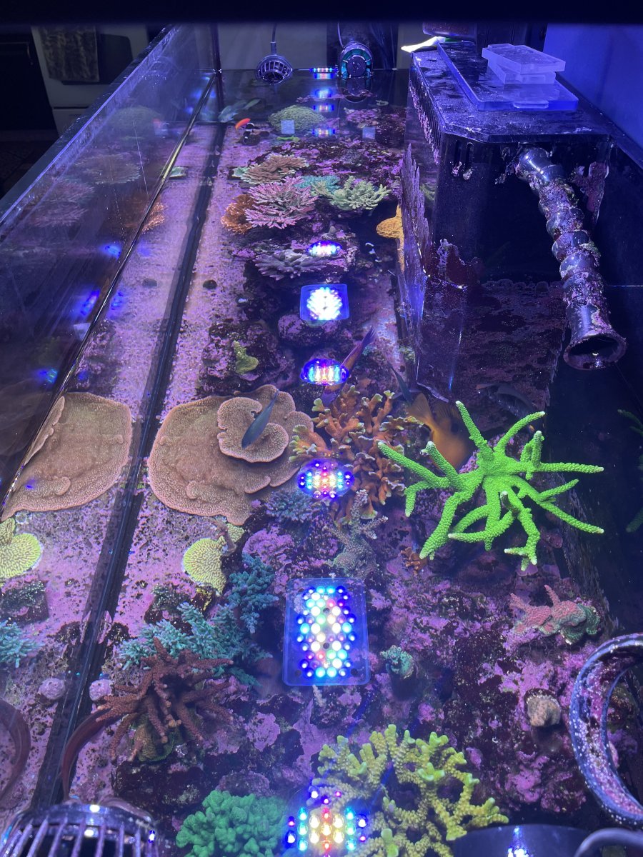 Show me your polluted tanks: High Po4 High No3 | Page 5 | Reef2Reef