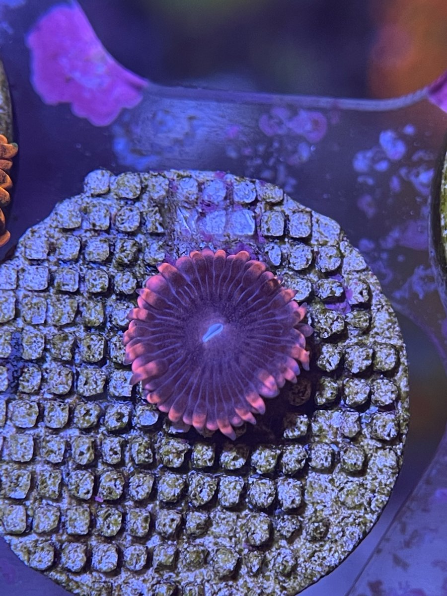 Who has the best looking zoa on here! Share with all of us! | Page 3 ...