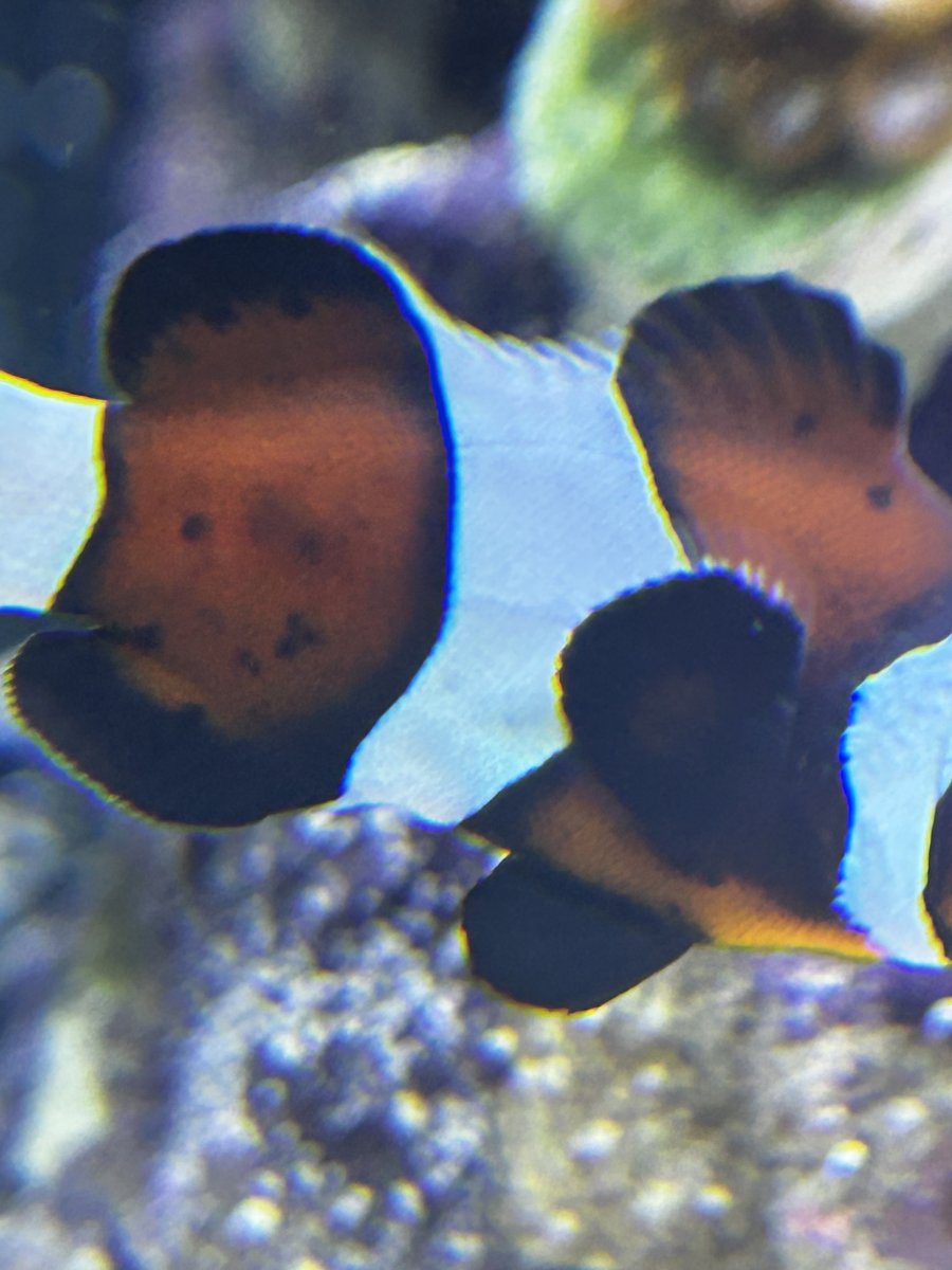 Clownfish with black spots all over | Reef2Reef