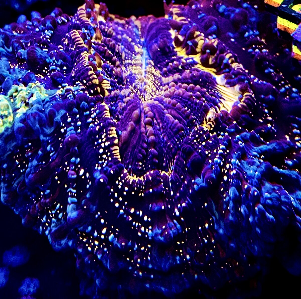 POTM - October 2025 POTM LPS Macro | Reef2Reef