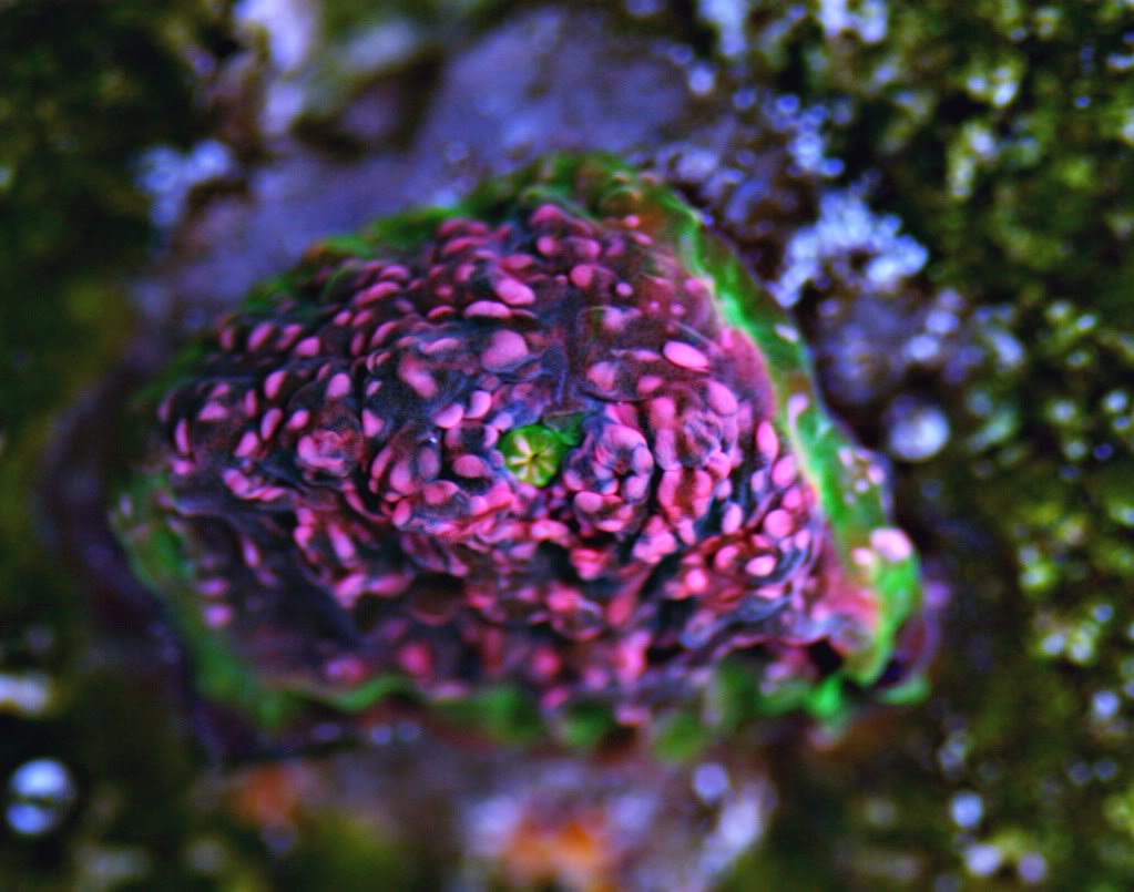 Best looking pink coral | Reef2Reef