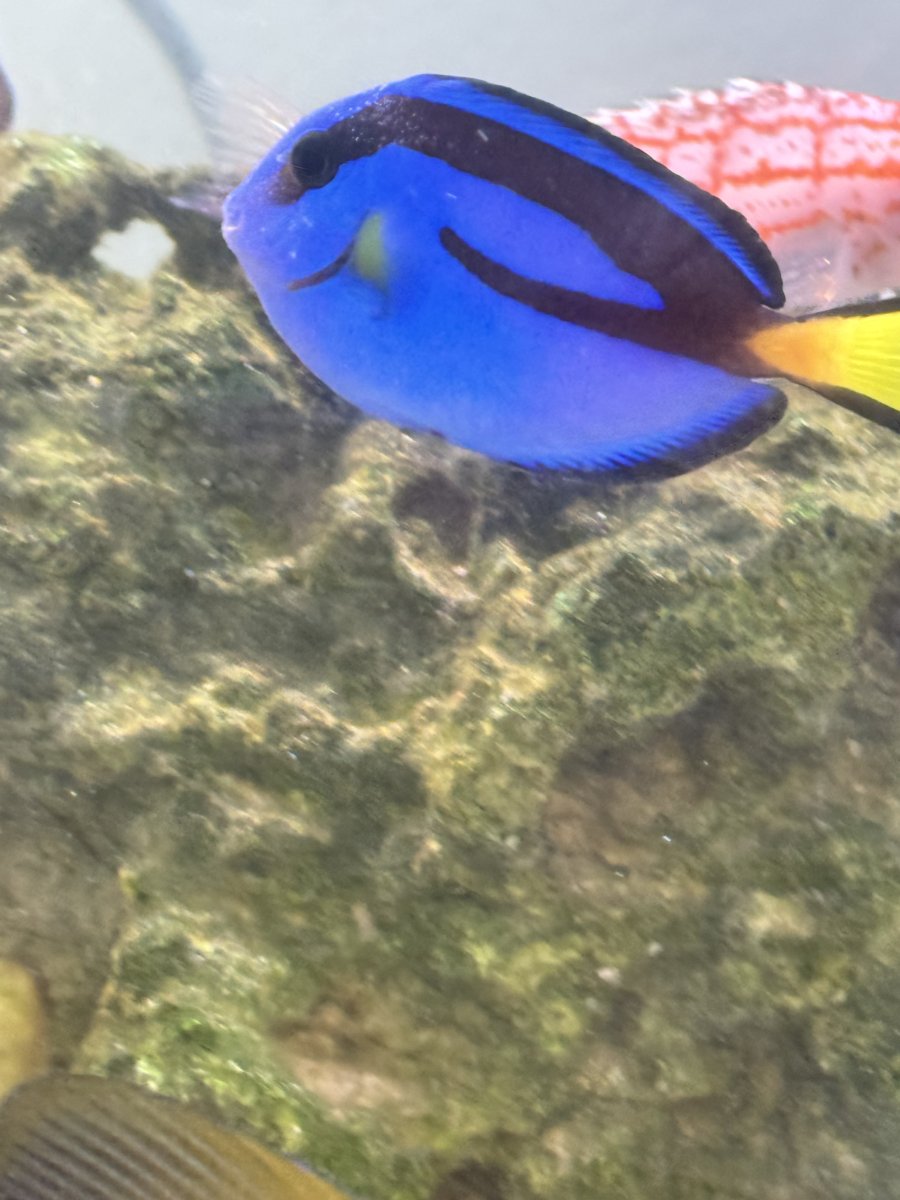 Help diagnose, my Blue tang has been in copper for 2 weeks but still ...
