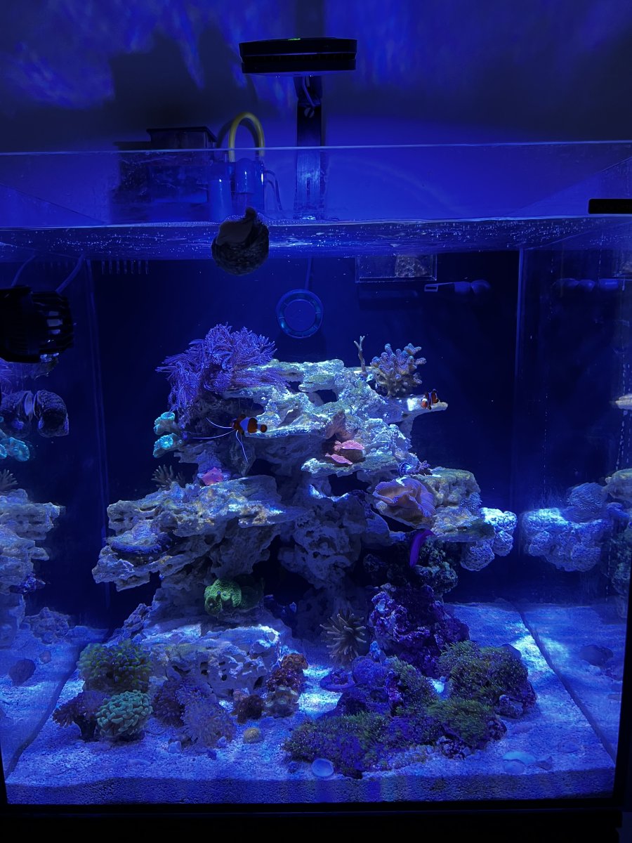 Aquatop Recife 40g build | Reef2Reef