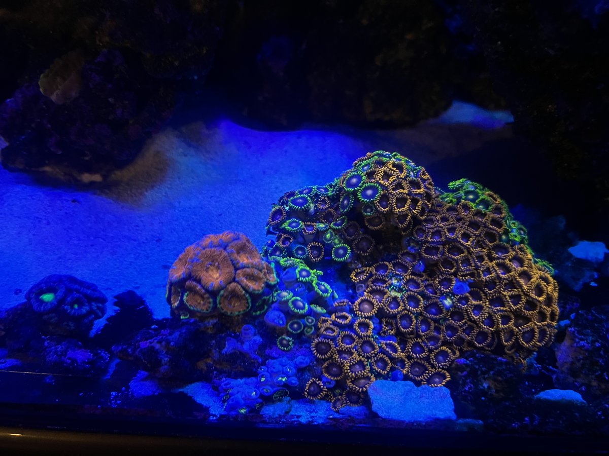 how do you get rid of a large patch of zoa's? | Reef2Reef