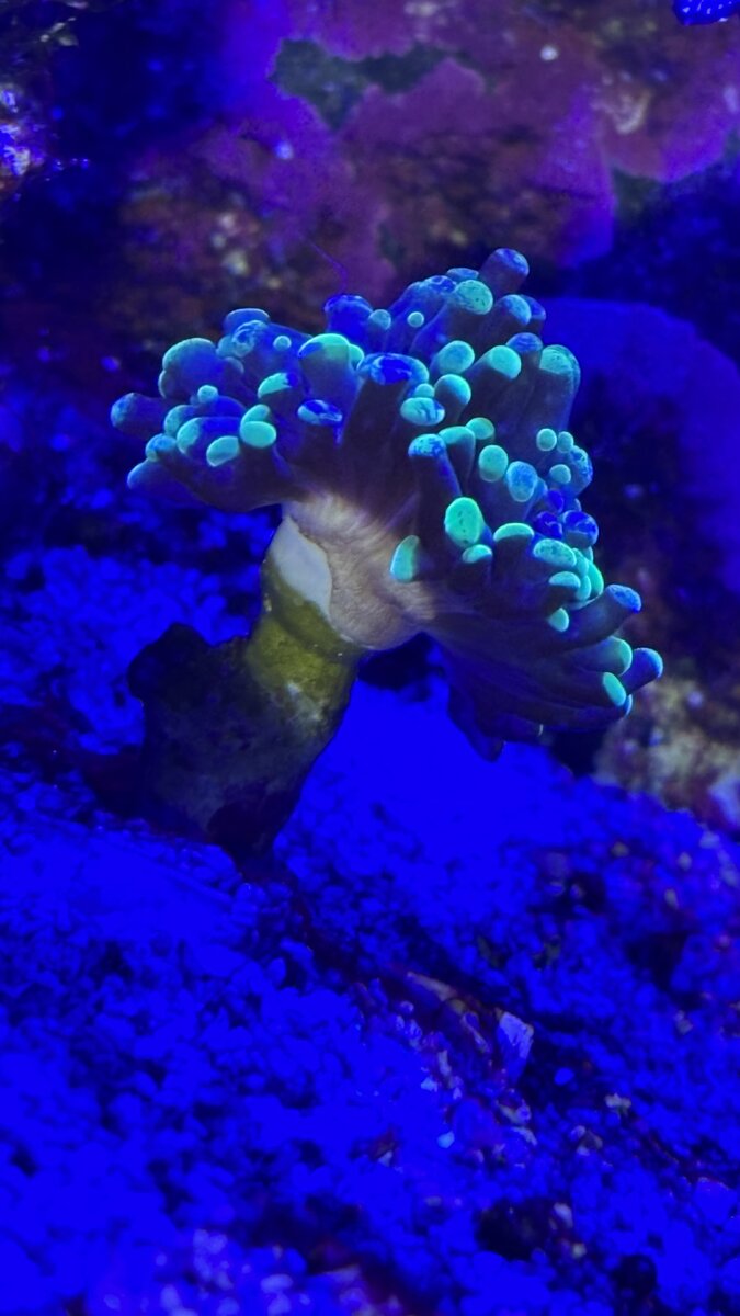 Hammer a week old, flesh band recession? | Reef2Reef