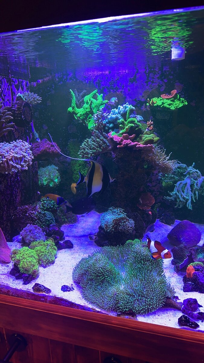 Introducing myself and Gill my Moorish idol | Reef2Reef
