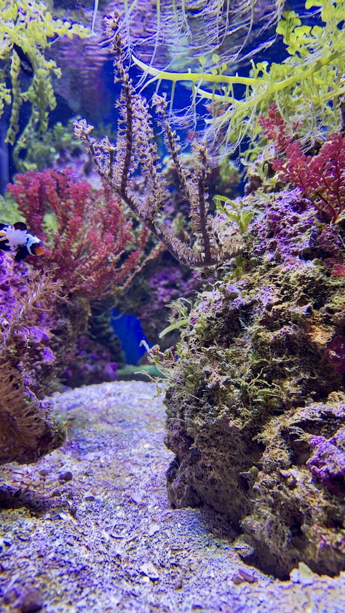 Real ocean rock scapes | Page 2 | Reef2Reef