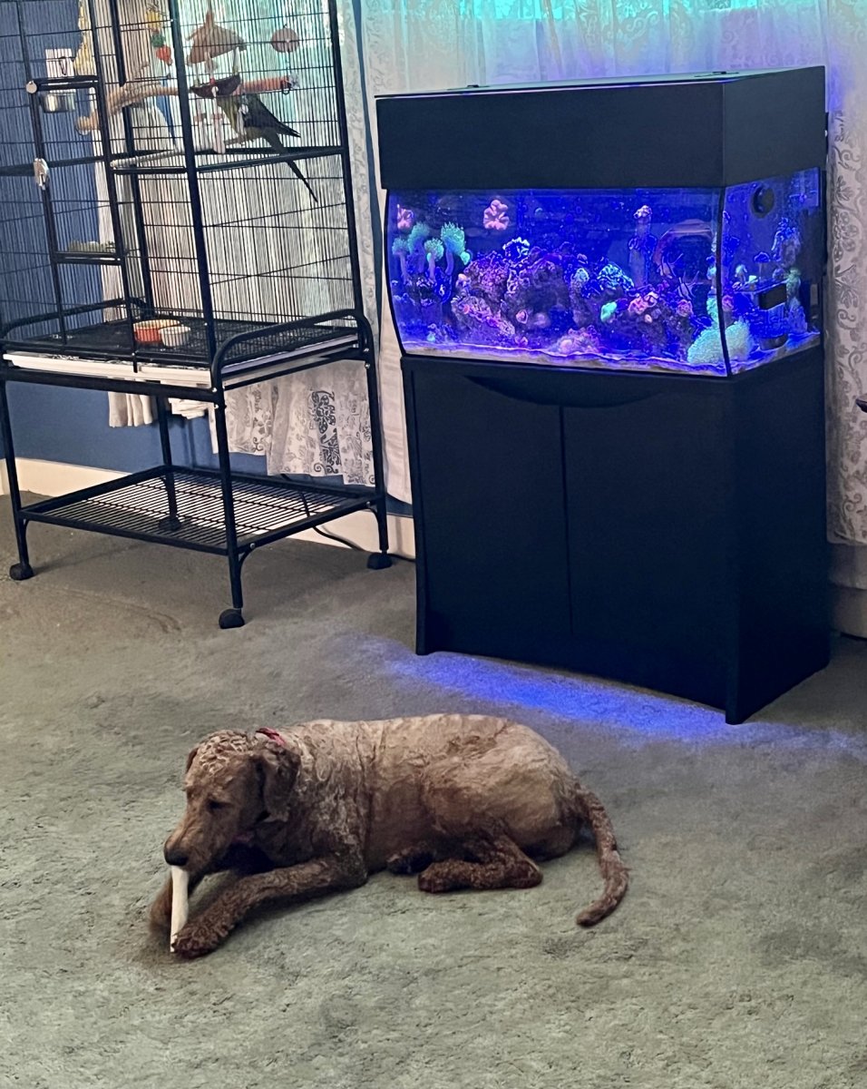 Show my your canopy designs and ideas. | Reef2Reef