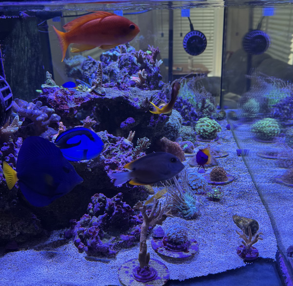 What Tangs, Foxfaces too, in your reef? Notice: Tang police not allow ...