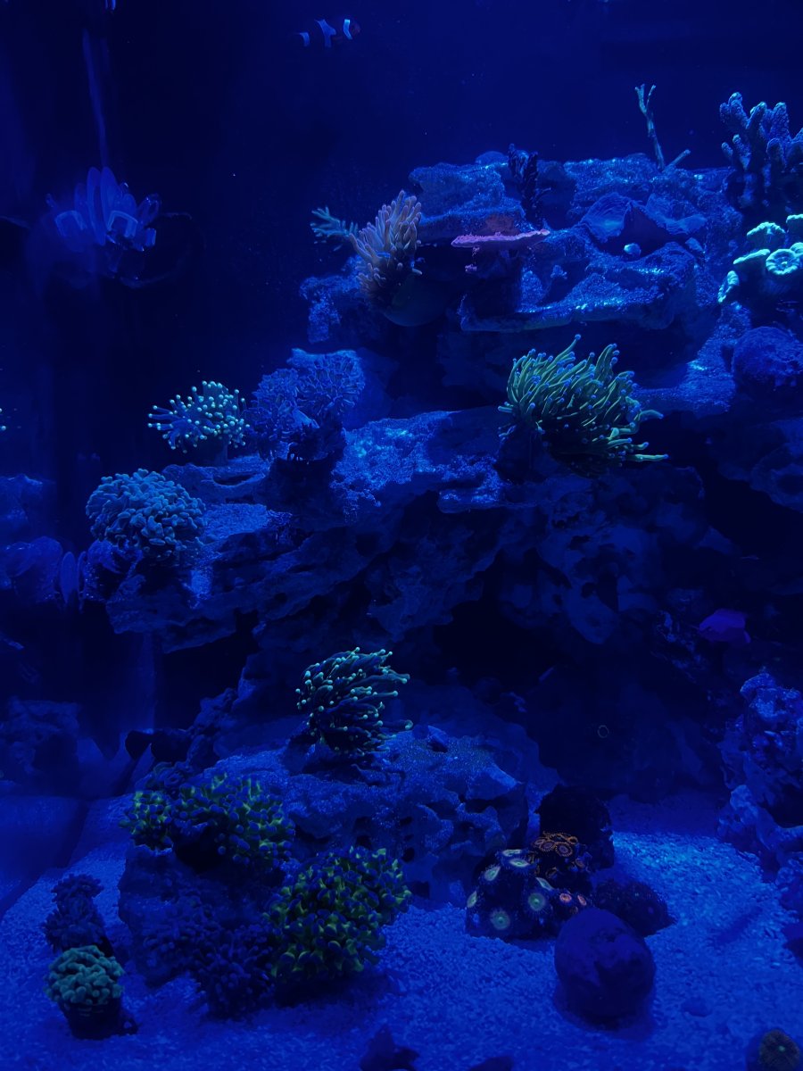 Aquatop Recife 40g build | Reef2Reef