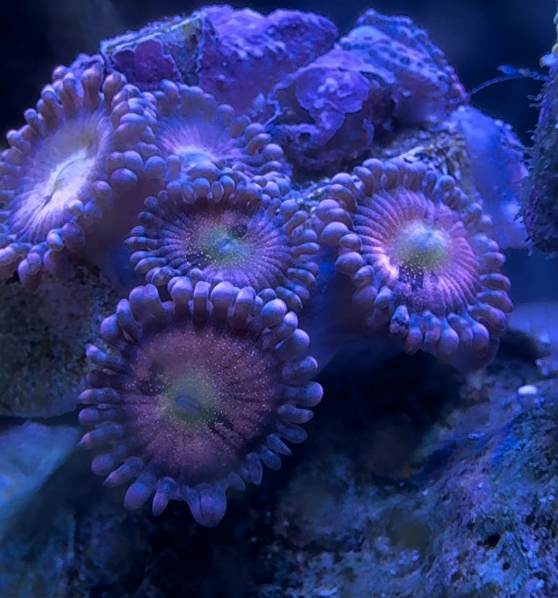 Coral id? | Reef2Reef