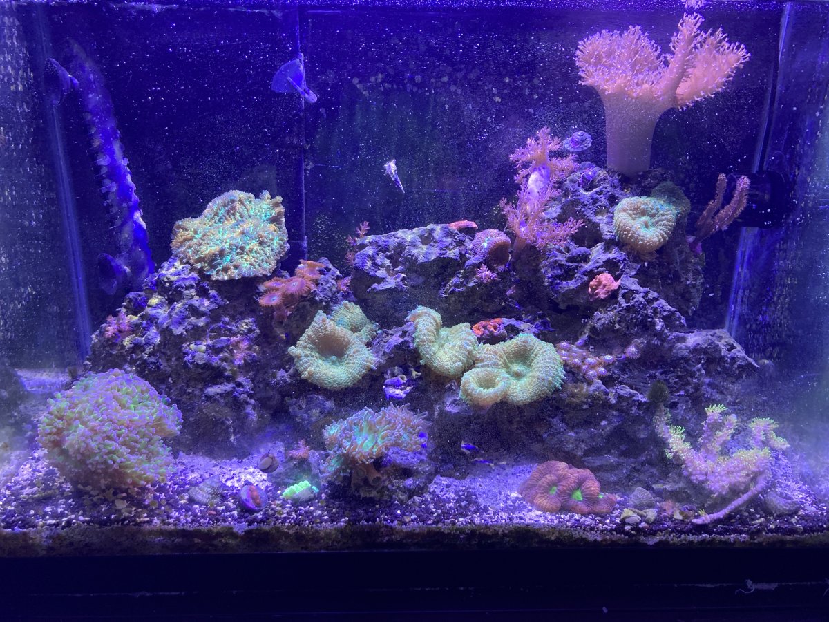 Build Thread - My 20 gallon Leaked so it was Time for an upgrade! (29g ...