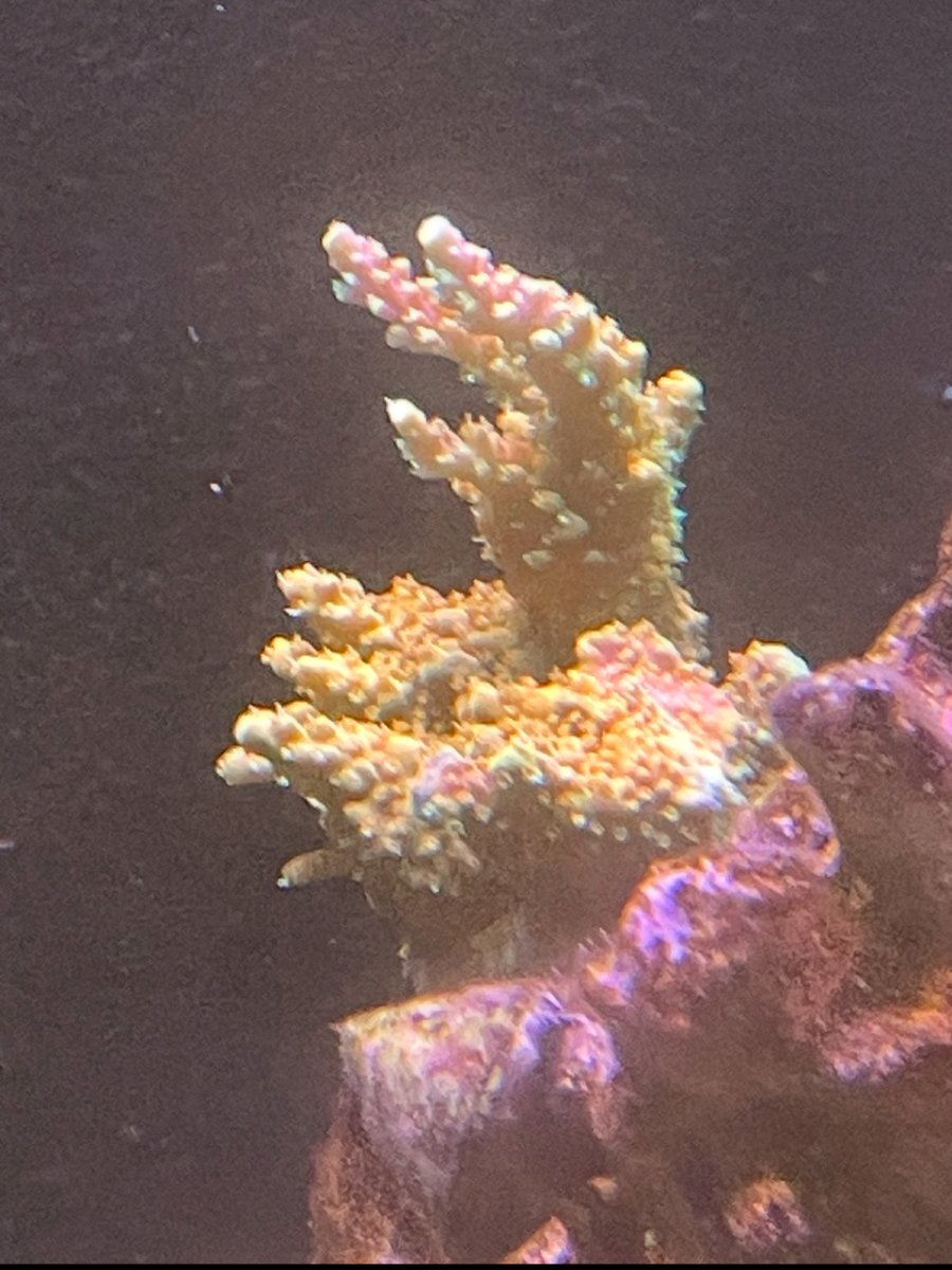 Does your Paletta Pink Tip acro look like this? | Reef2Reef