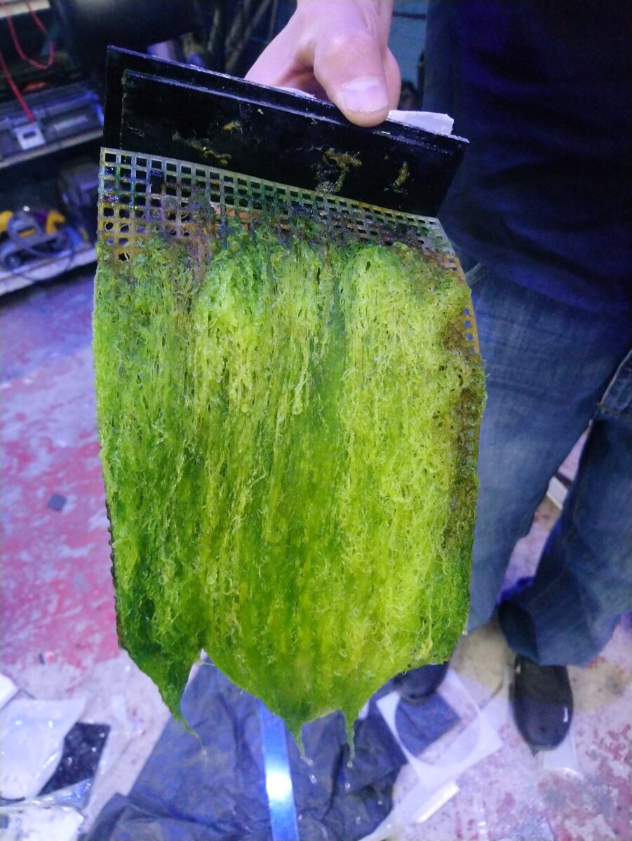I’m taking applications for algae turf | Reef2Reef