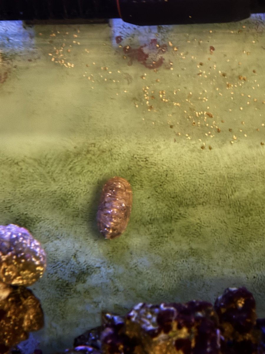 What is this? Nocturnal slug of some kind | Reef2Reef