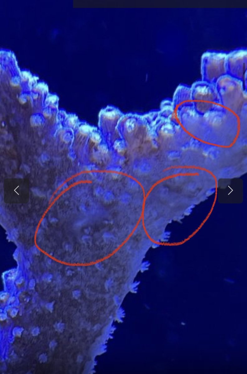 How to diagnose AEFW? | Reef2Reef