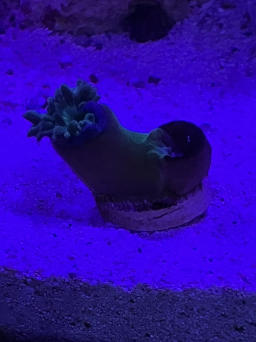 Duncan polyp turning brown | Reef2Reef