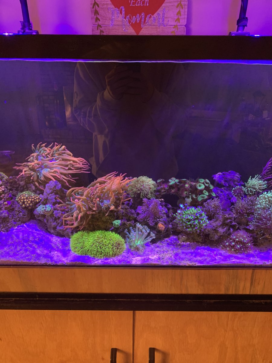 55 Gallon Aquascape | Reef2Reef