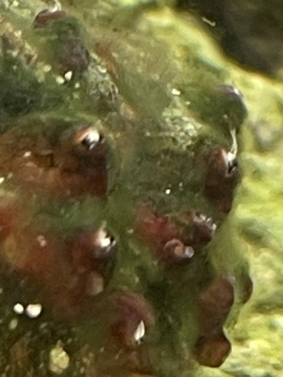 What is on my snail? Spionid worm? | Reef2Reef