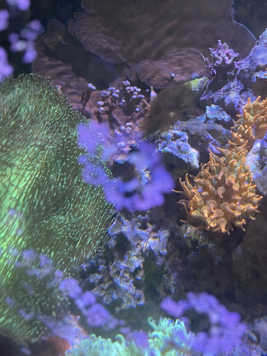 Live Goods - South Florida Moving Sale - toadstool, rose bubble top ...