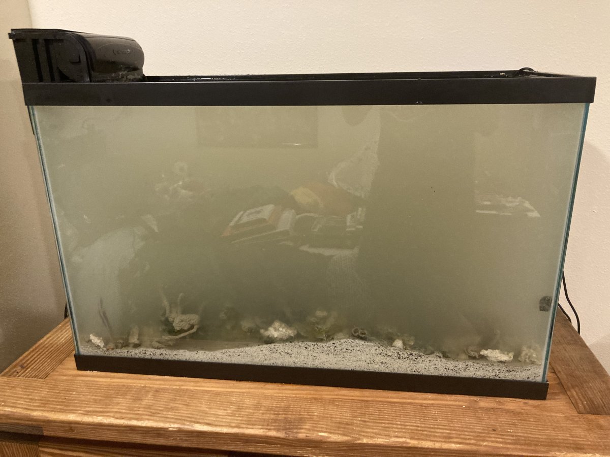 Build Thread - My 20 gallon Leaked so it was Time for an upgrade! (29g ...