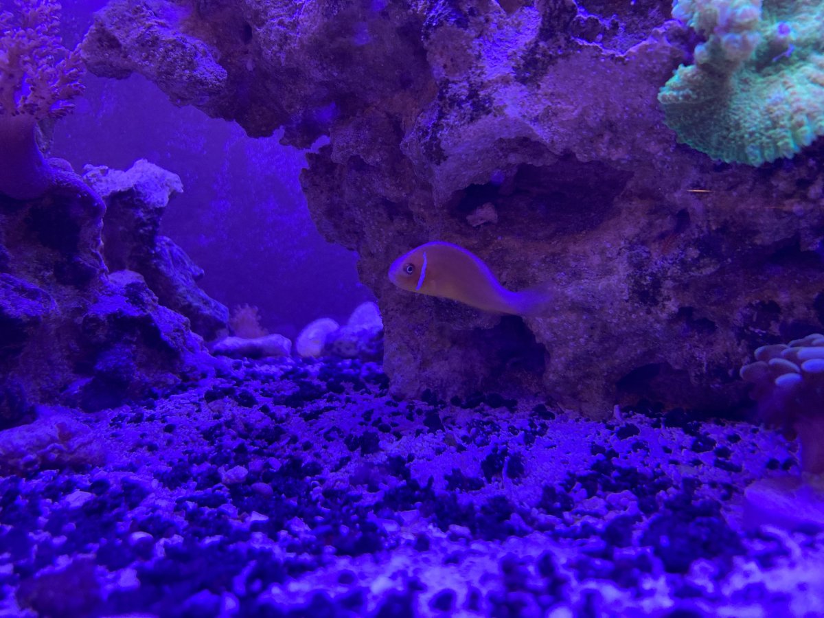 Build Thread - My 20 gallon Leaked so it was Time for an upgrade! (29g ...