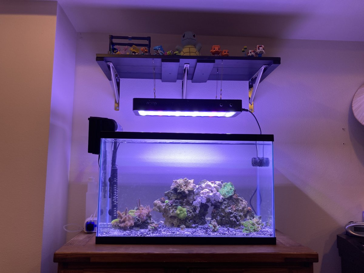 Build Thread - My 20 gallon Leaked so it was Time for an upgrade! (29g ...