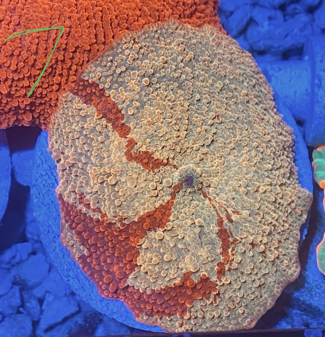 Texas - Live Goods - TDF shroom, Neptune bounce, and Magic Carpet/Fire ...
