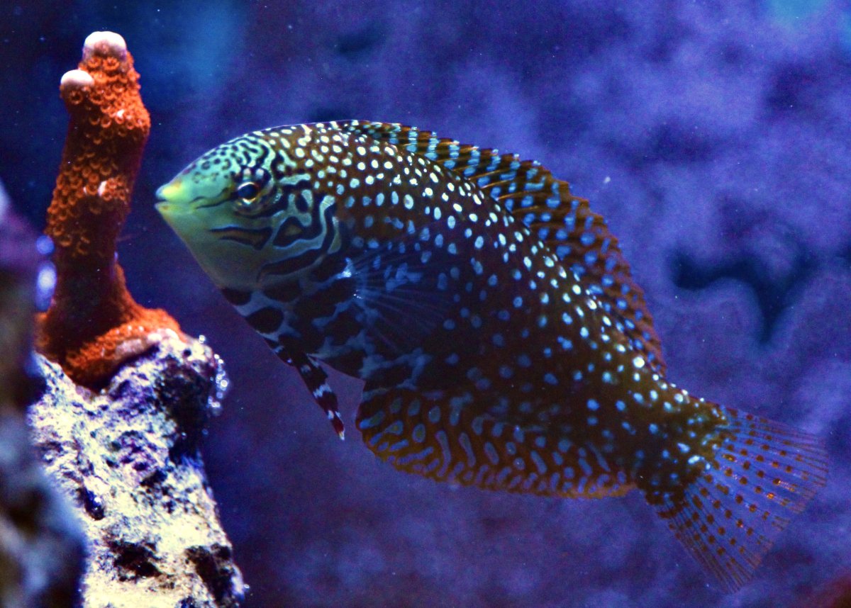 What’s your favorite wrasse? | Reef2Reef