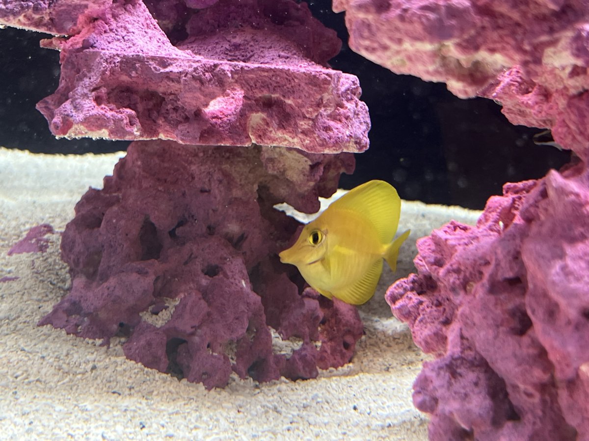 True Hawaiian Yellow tangs for sale !! | Reef2Reef