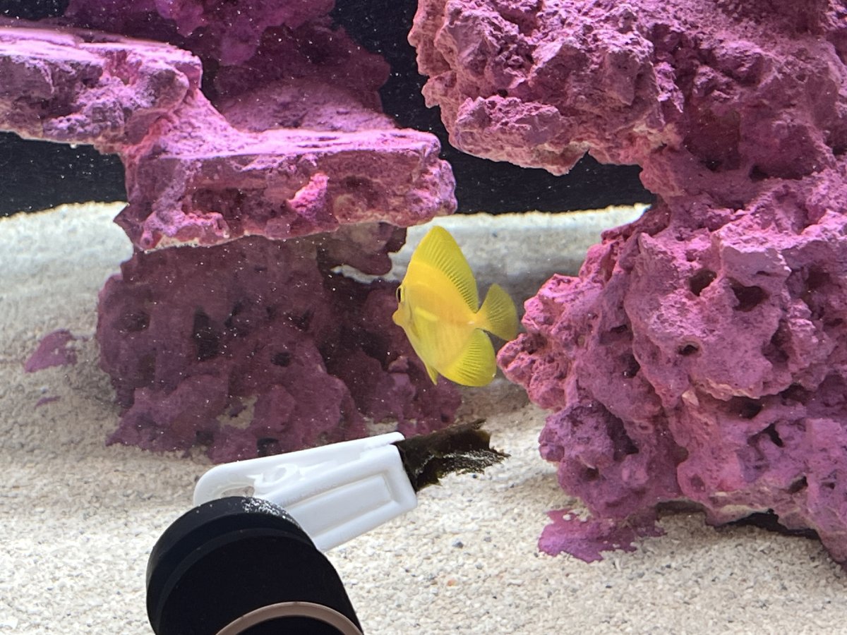 True Hawaiian Yellow tangs for sale !! | Reef2Reef