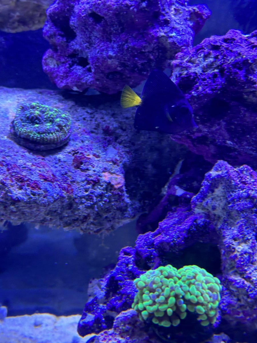 Things hanging off purple tang | Reef2Reef
