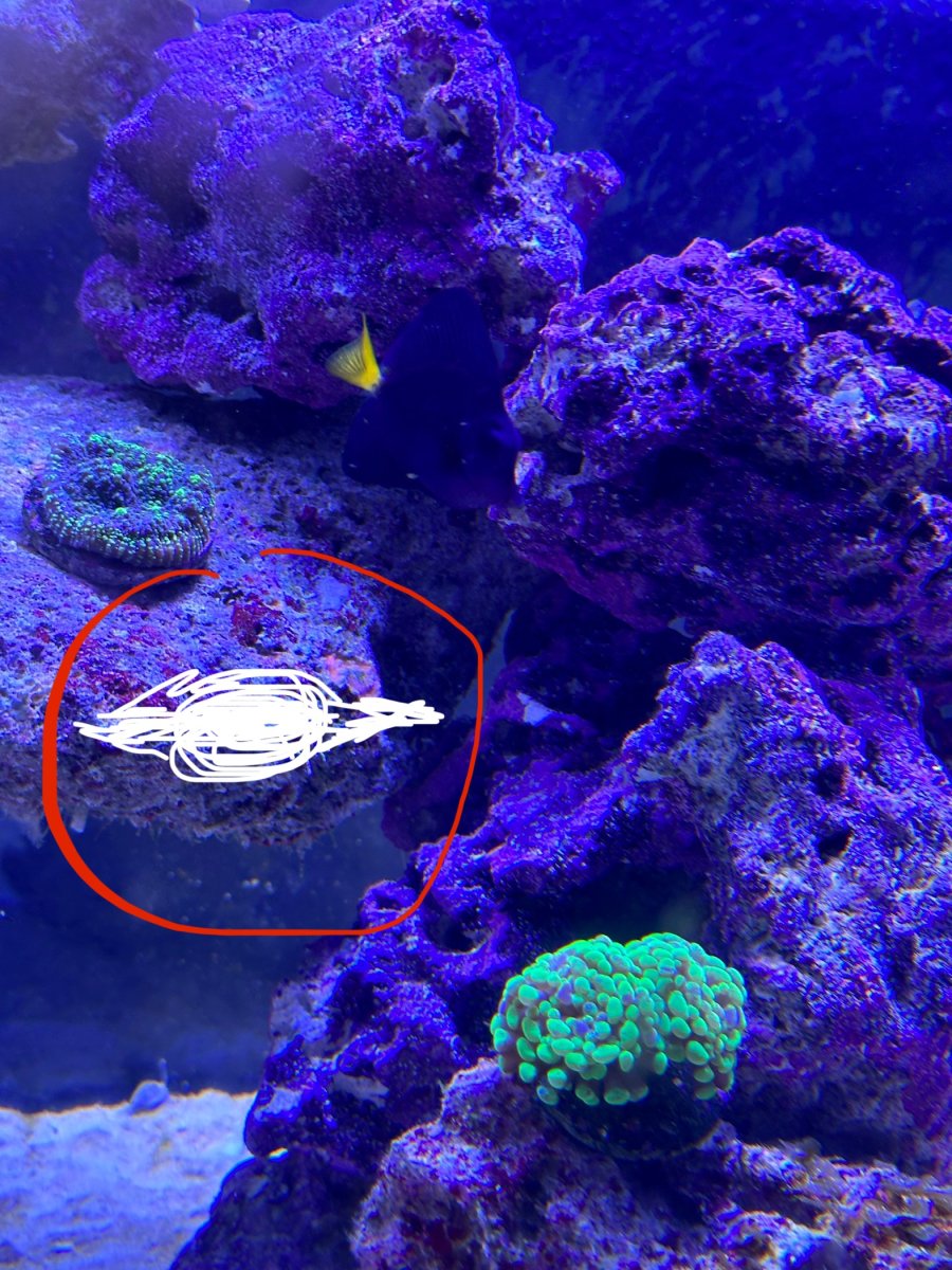 Things hanging off purple tang | Reef2Reef