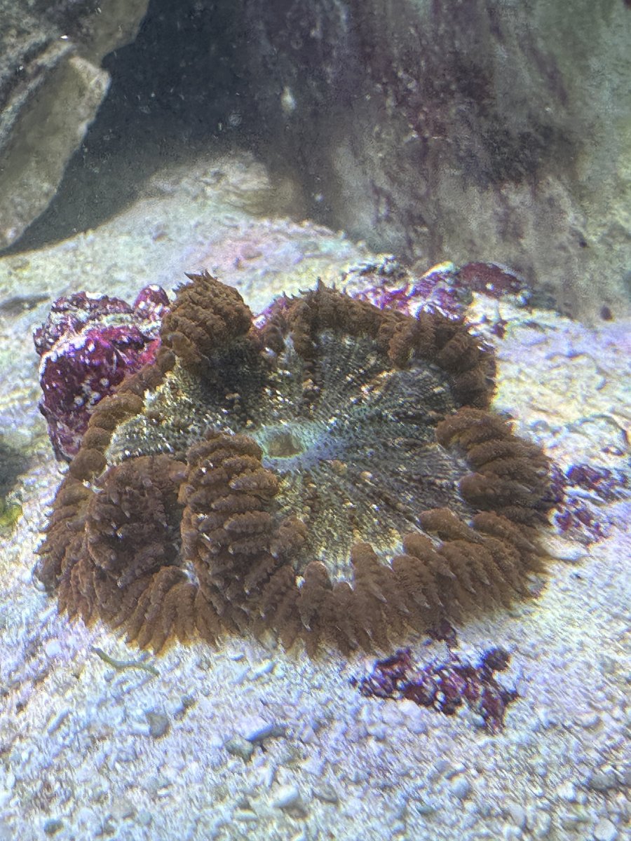 A little RFA love: Let’s see your favorite Rock Flowers | Page 2 ...