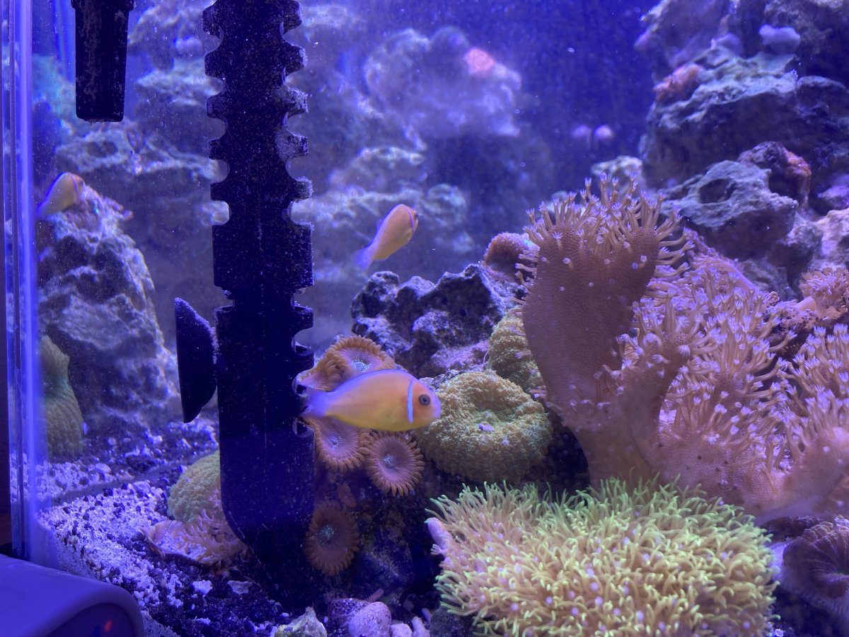 Build Thread - My 20 gallon Leaked so it was Time for an upgrade! (29g ...
