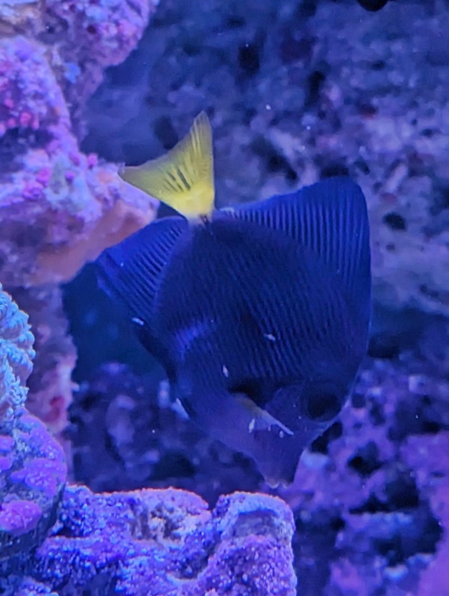 Things hanging off purple tang | Reef2Reef