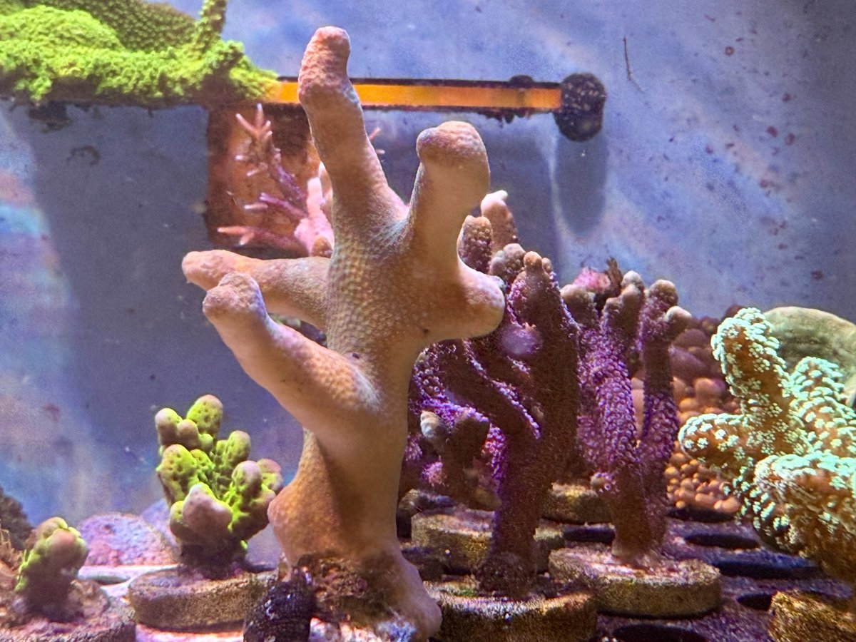 Need ideas, Florida/Caribbean Reef Tank | Reef2Reef
