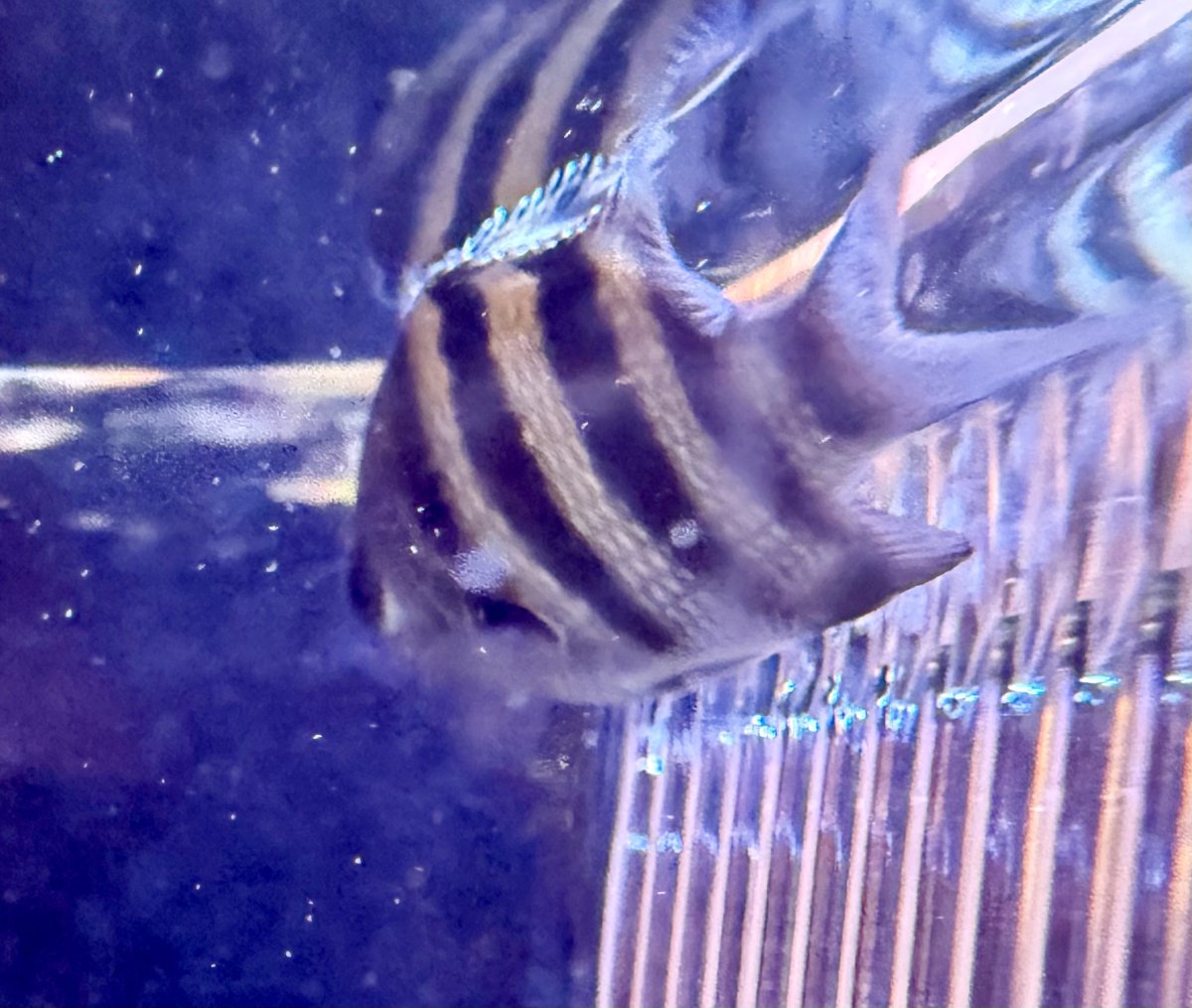 Need ideas, Florida/Caribbean Reef Tank | Reef2Reef